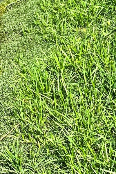 Hybrid Turf is the Best High Traffic Grass - Durable Grass